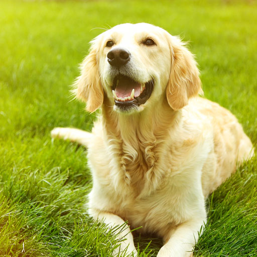 immagine-cane • Zooing