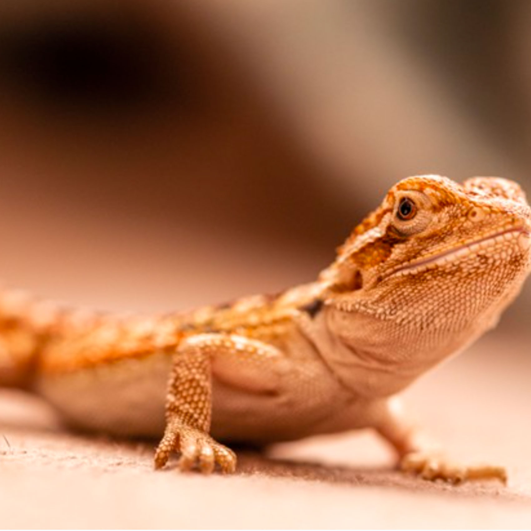 immagine_principale_pagine_starter_kit-drago-barbuto-mobile • Zooing