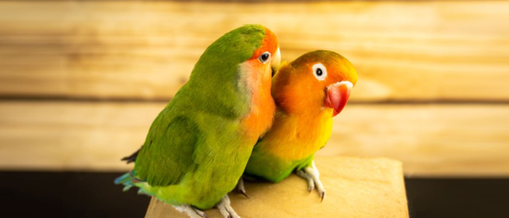 Uccelli Inseparabili Tattoos